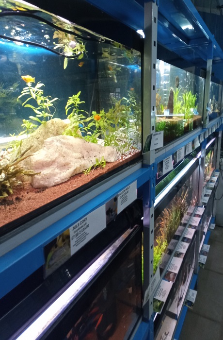 Aquatics In Harlow Essex Selling Big range of Tropical Fish Pond koi