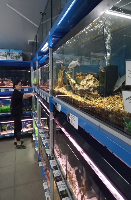 Aquatics In Harlow Essex Selling Big range of Tropical Fish Pond koi